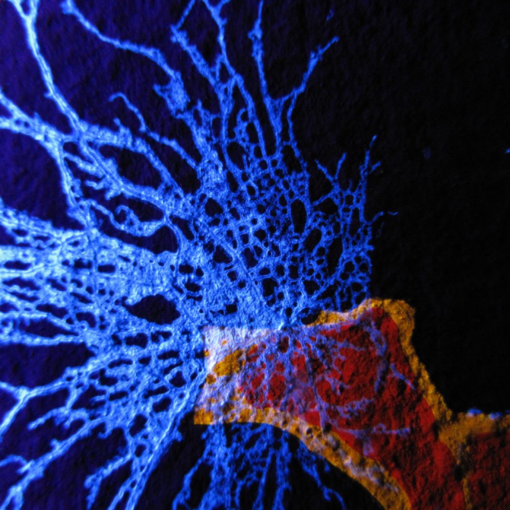 servane mouazan - conscious innovationslimemouldblue